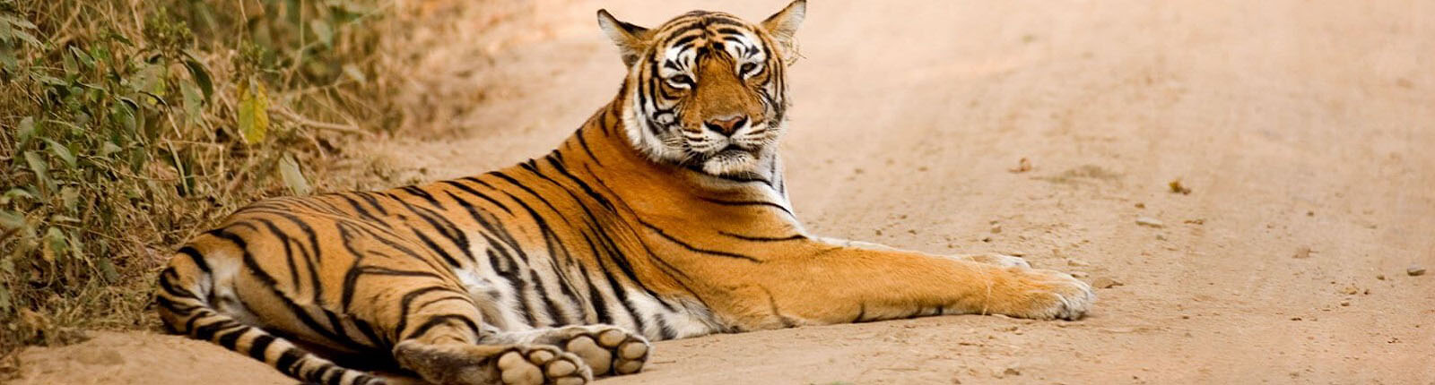 Tiger Express Train - Semi Luxury Train - The Luxury Trains India